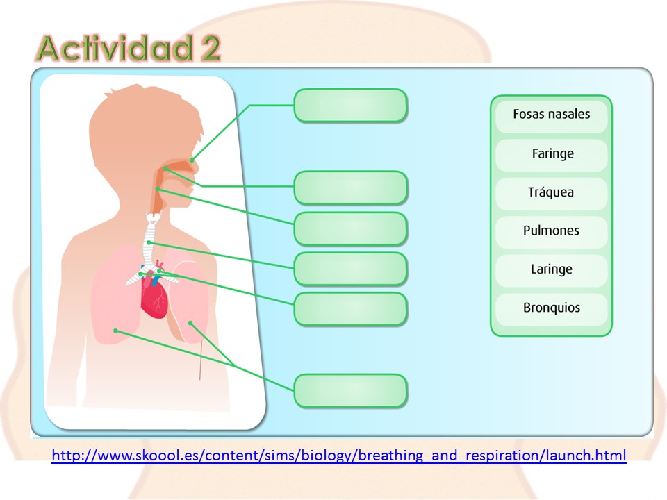 Actividades :: Sistema Respiratorio